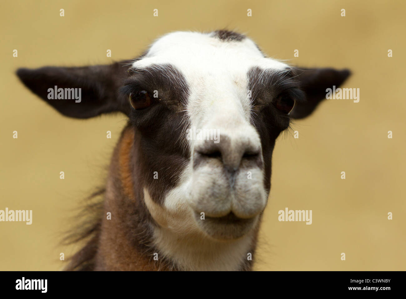 Isolated Headshot Of An Adult Female Lama Glama Stock Photo - Alamy