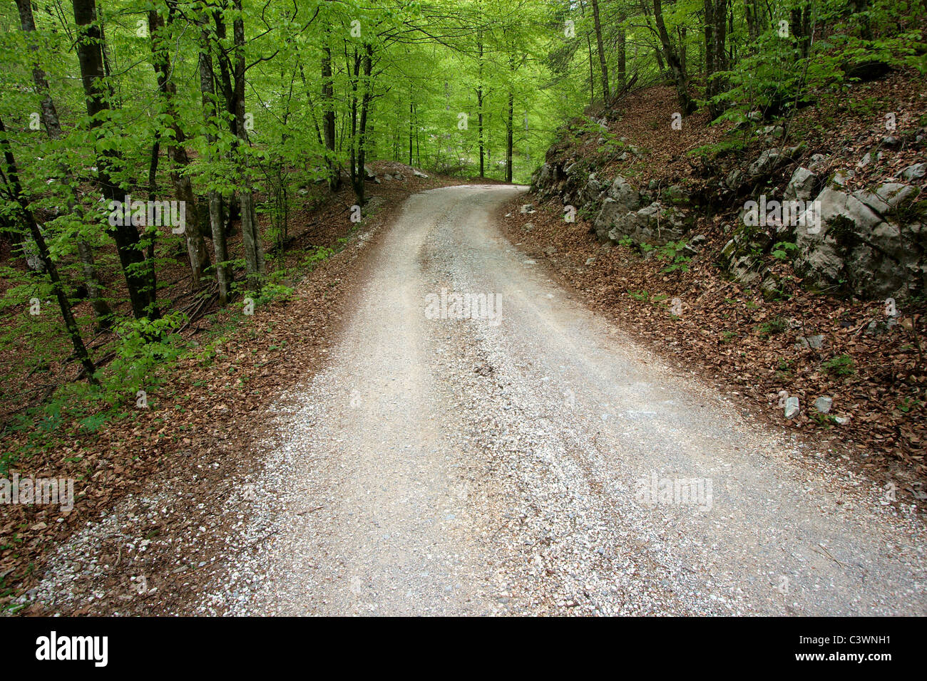 Walk path going through the forest Stock Photo - Alamy