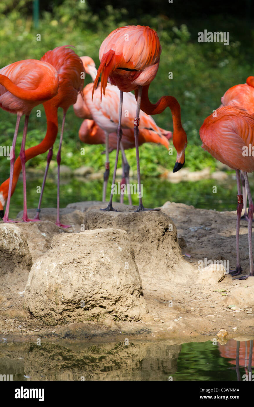 Flamingos in the Summer Sun Stock Photo - Alamy