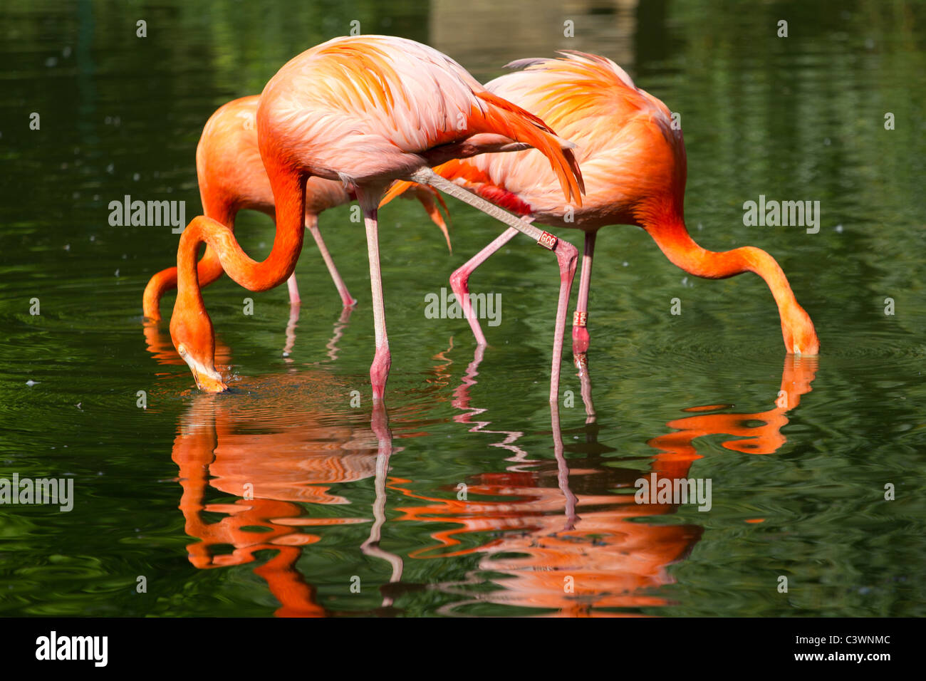 Flamingos in the Summer Sun Stock Photo - Alamy