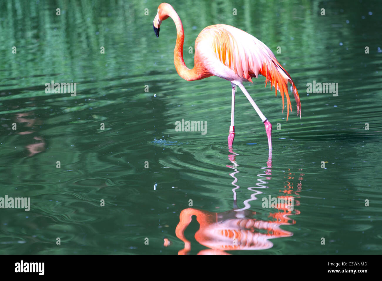 Flamingos in the Summer Sun Stock Photo - Alamy