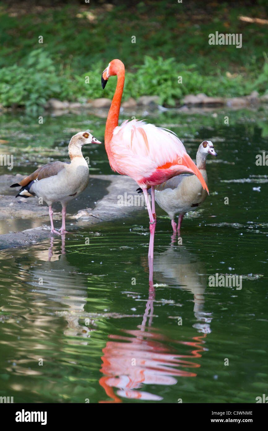 Flamingos in the Summer Sun Stock Photo - Alamy