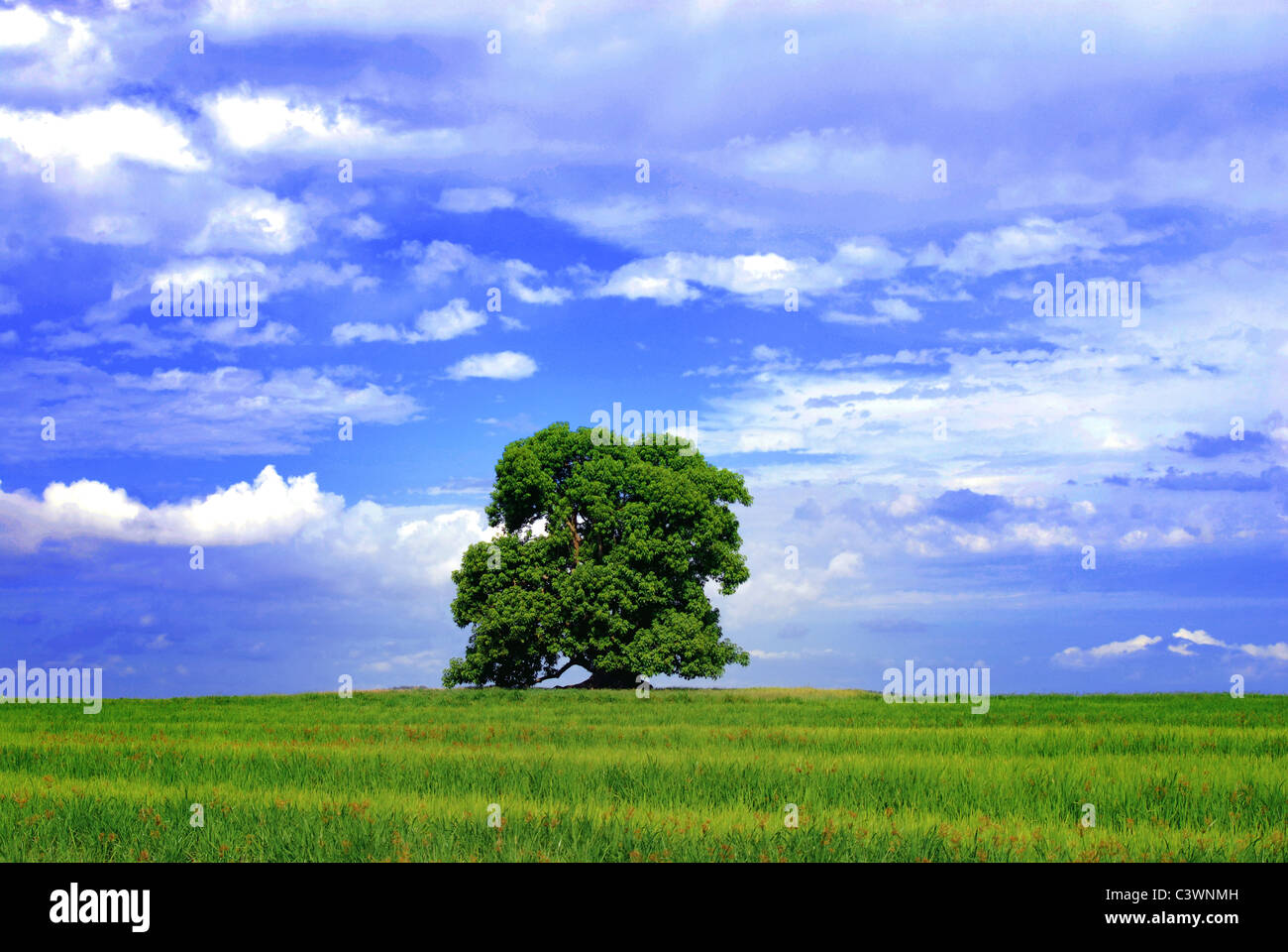 Trees and green grass. Blue sky background Stock Photo - Alamy