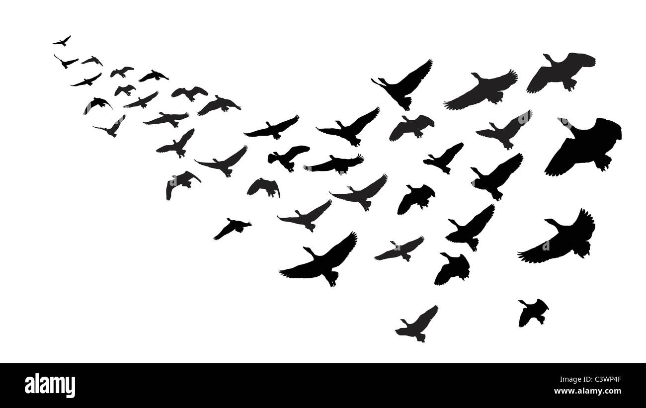Geese anser Cut Out Stock Images & Pictures - Alamy