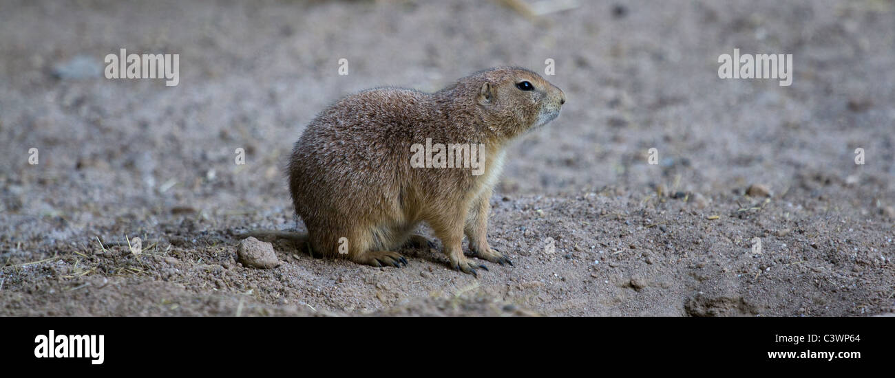 Funny prairie dog hi-res stock photography and images - Alamy