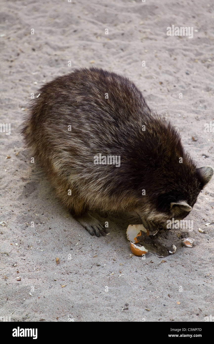 Black and white raccoon hi-res stock photography and images - Alamy