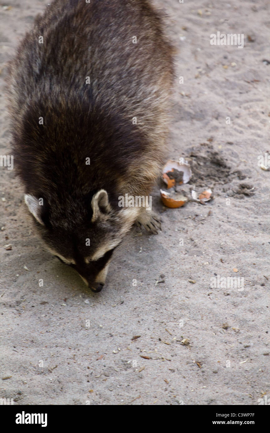 Black and white raccoon hi-res stock photography and images - Alamy