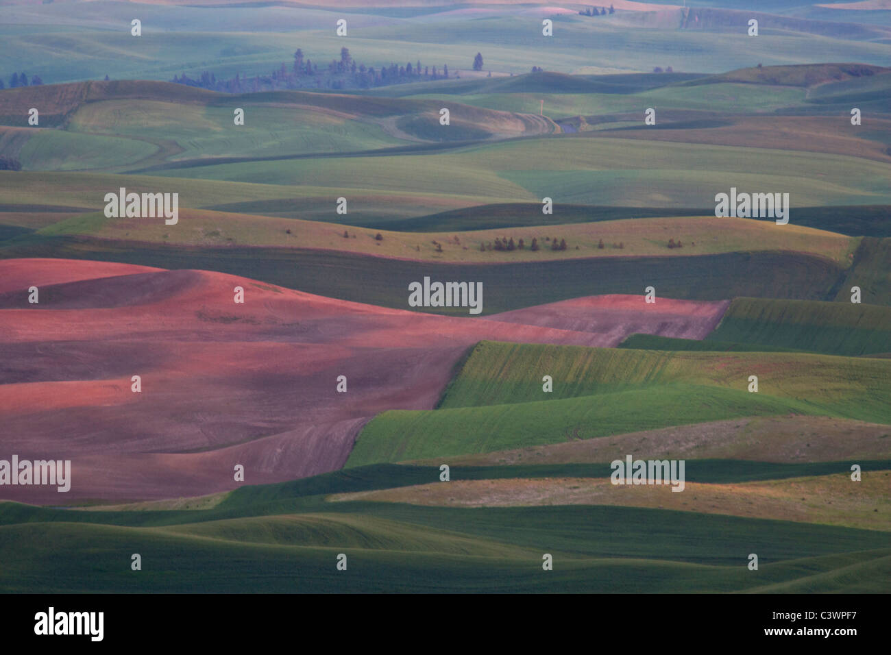Palouse Fields Viewed From Steptoe Butte, Eastern Washington Stock ...