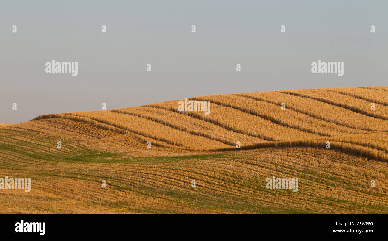 Golden Rolling Palouse Fields with Combine Tracks, Eastern Washington ...
