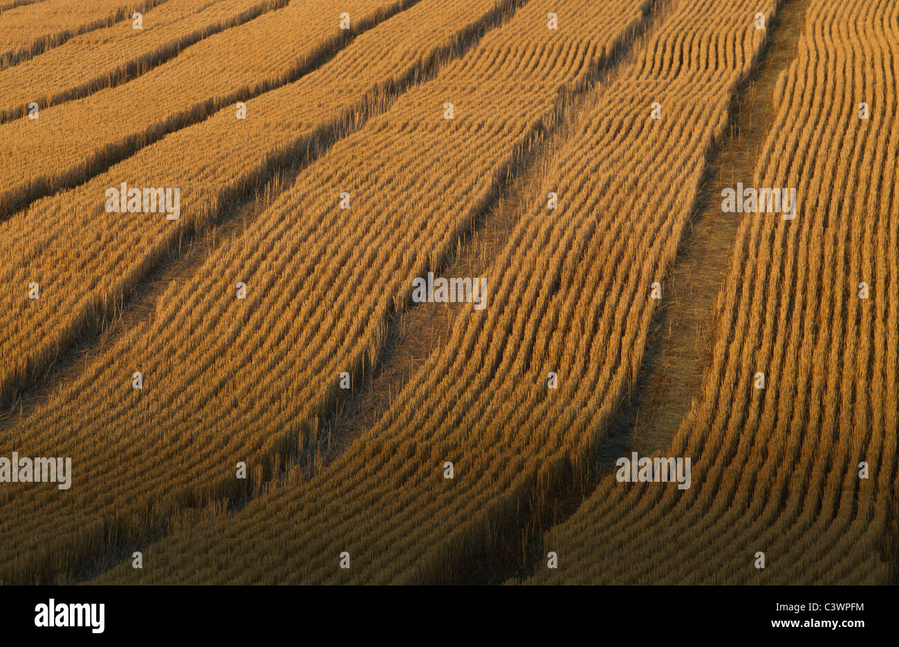 Golden Rolling Palouse Fields with Combine Tracks, Eastern Washington ...