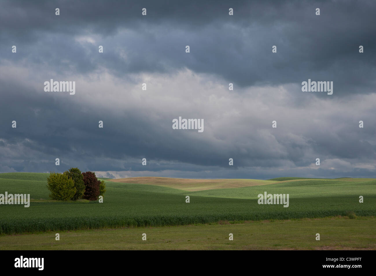Rolling Palouse Fields in Stormy Weather, Eastern Washington Stock ...