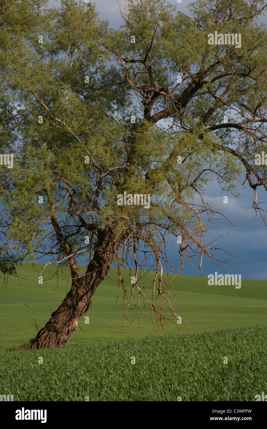 Tree nourish soil hi-res stock photography and images - Alamy