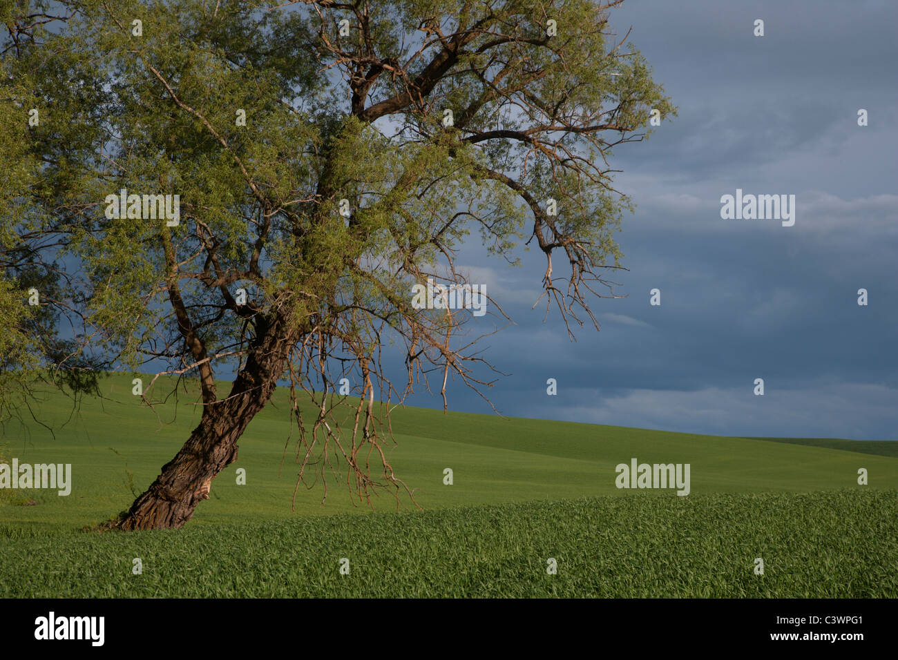 Tree in the Palouse, Eastern Washington Stock Photo - Alamy