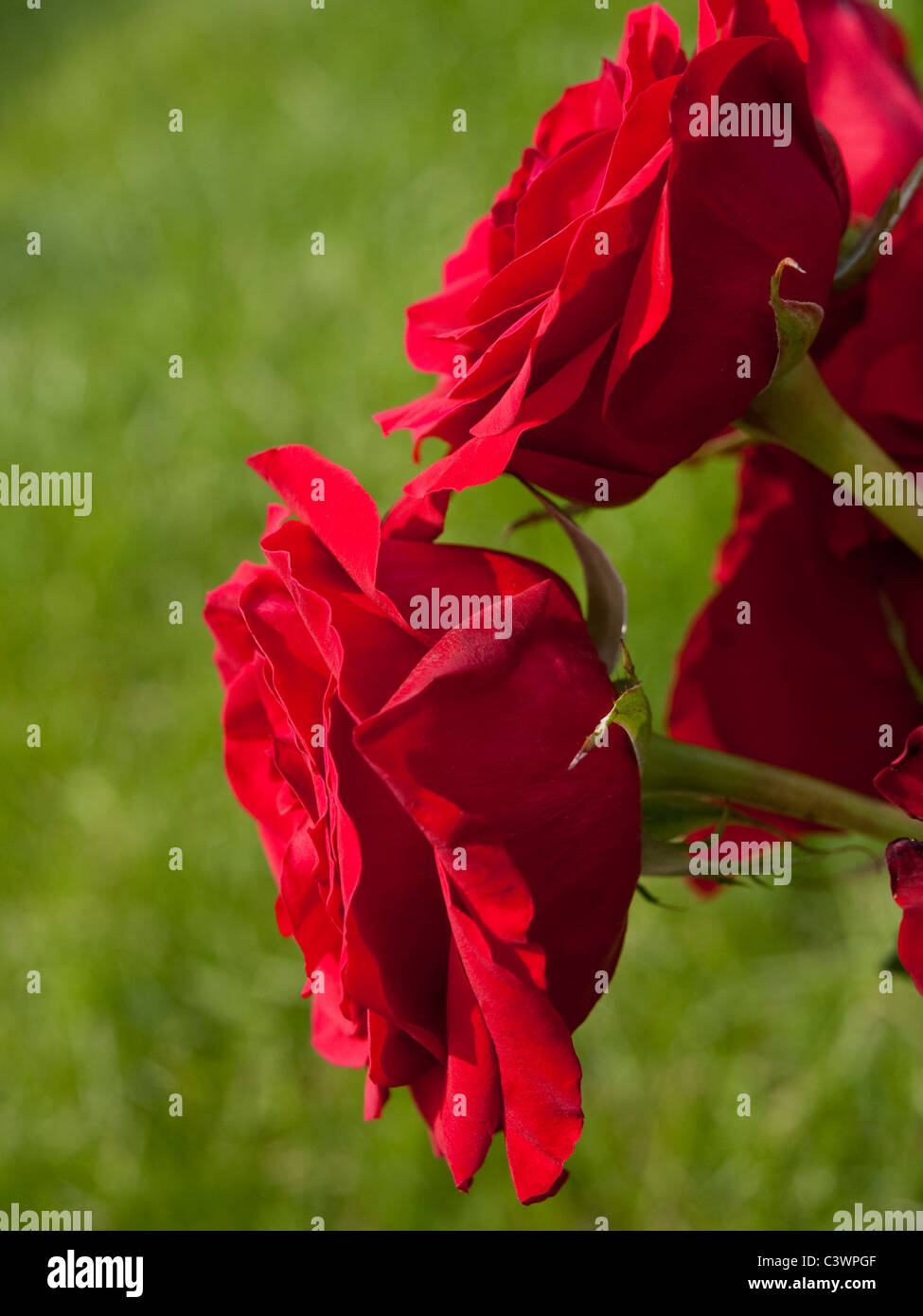 Beautiful red roses in the garden Stock Photo - Alamy
