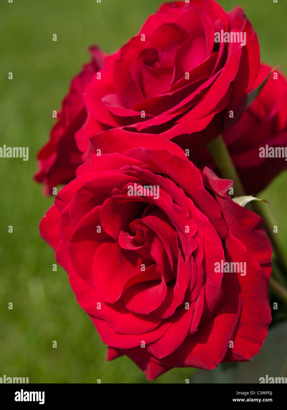 Collection of red roses in the garden Stock Photo - Alamy