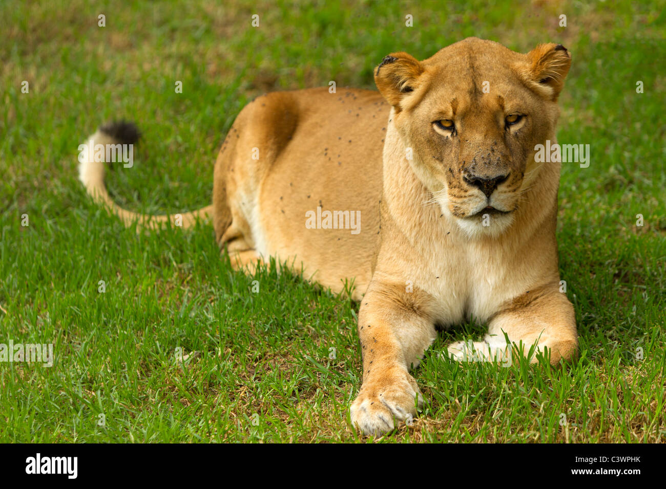 Large Lioness In A Lazy Pose Shoot In A Zoological Garden Stock Photo ...