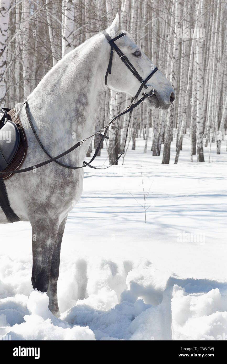 outdoor shot of pale horse in sunny winter birch forest Stock Photo - Alamy