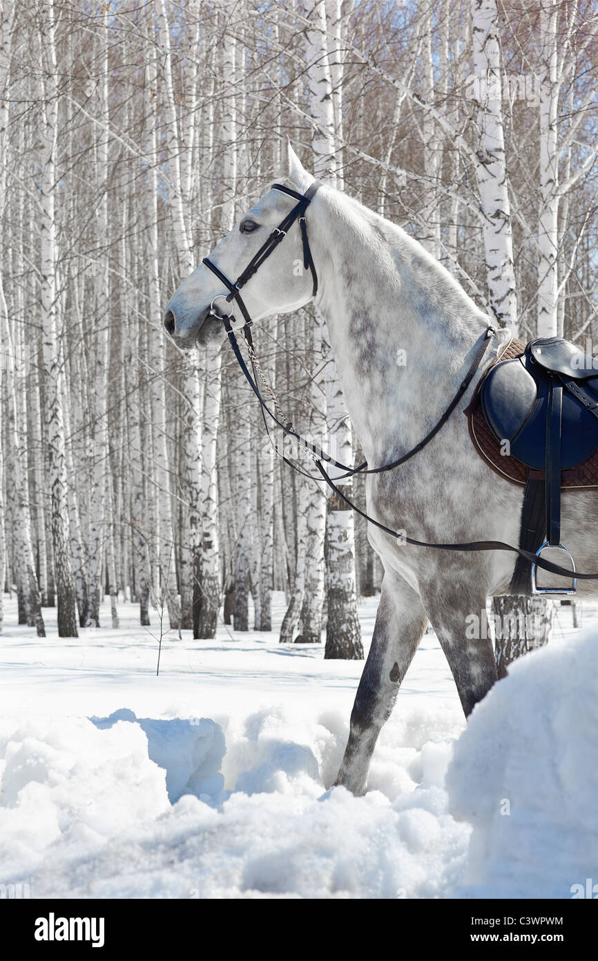 White birch horse hi-res stock photography and images - Alamy