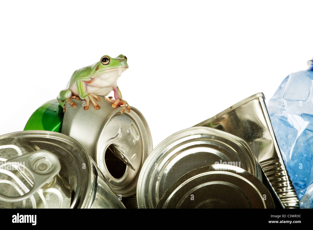 Ecology or environment image of a White's Green Tree Frog on garbage ...