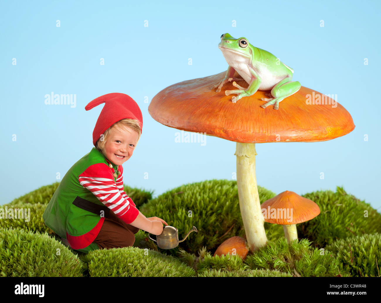 Toadstool frog hi-res stock photography and images - Alamy