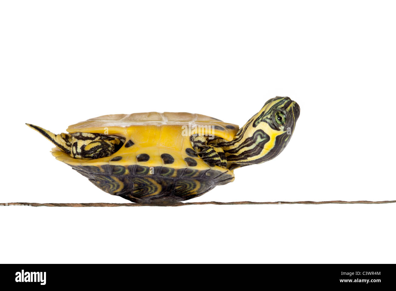 Funny turtle upside down hi-res stock photography and images - Alamy