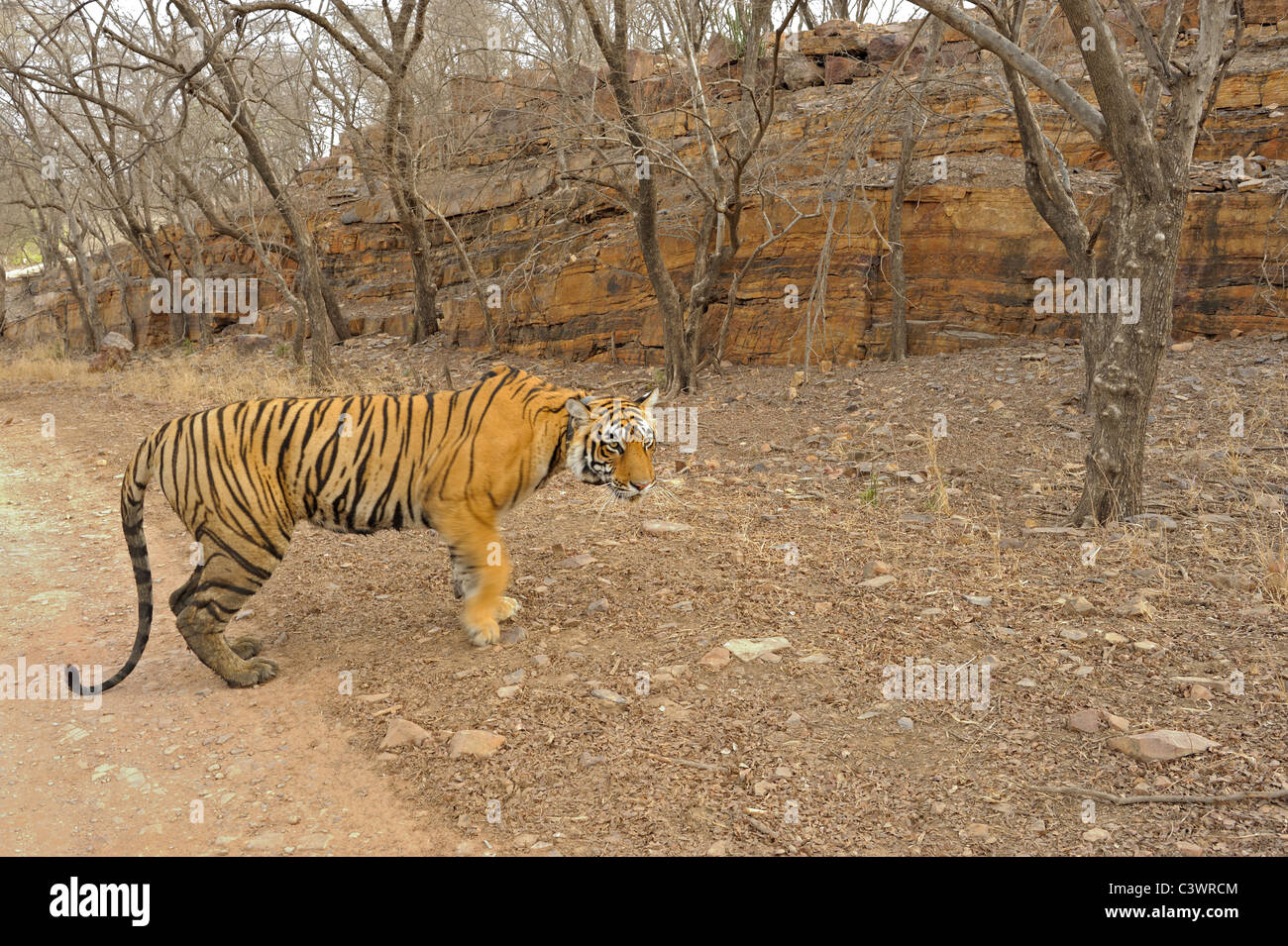 Collared bengal tiger tigress hi-res stock photography and images - Alamy