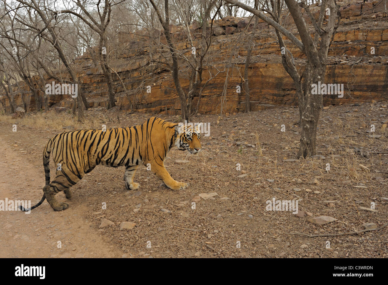 Radio collared tigress in front of a rock face Ranthambhore national ...