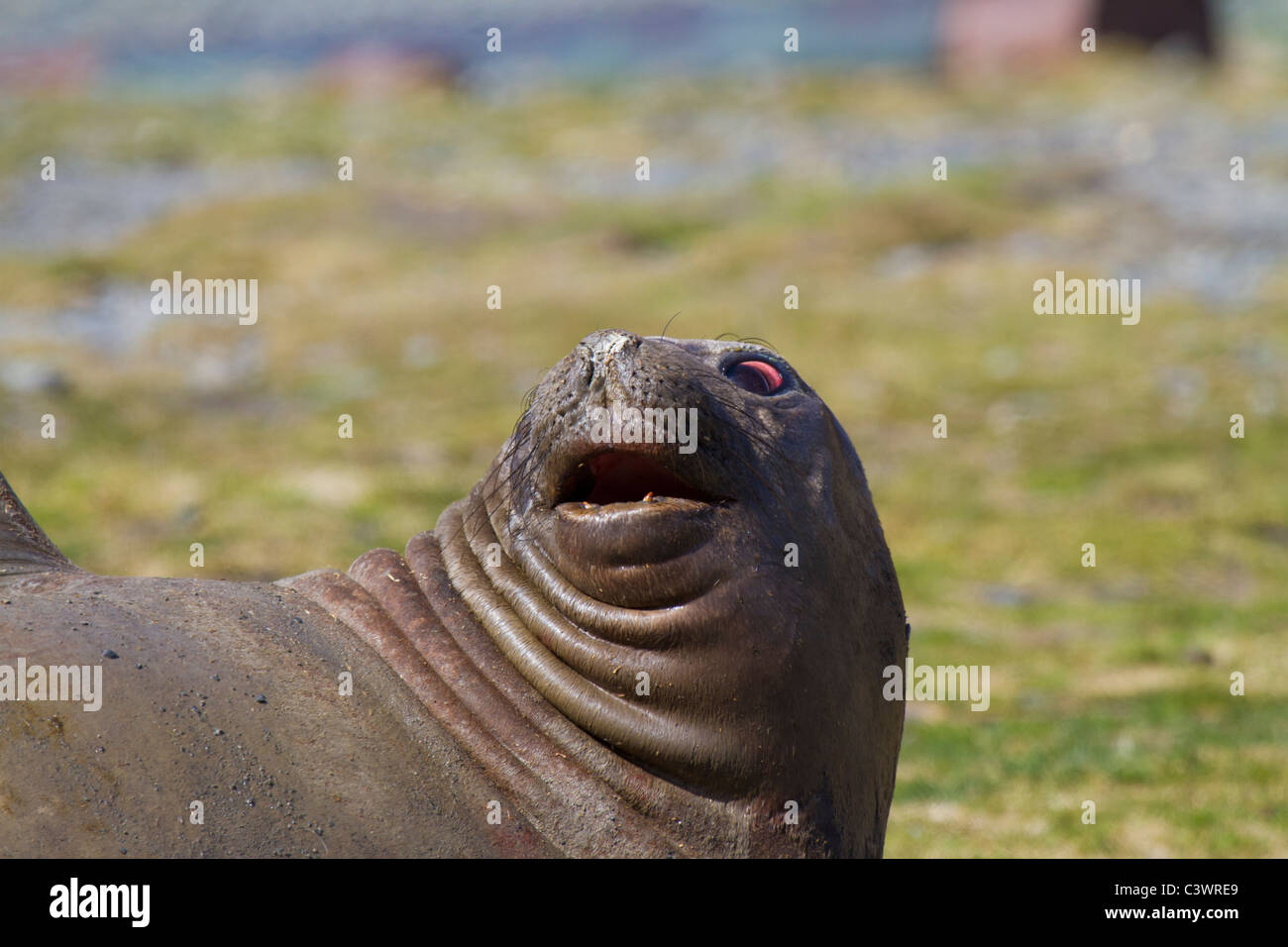 Female elephant seal, Stromness, South Georgia Island Stock Photo - Alamy