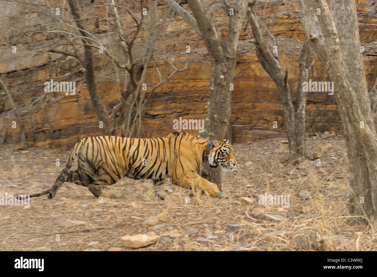 Radio collared tigress hunting in front of a rock face Ranthambhore ...