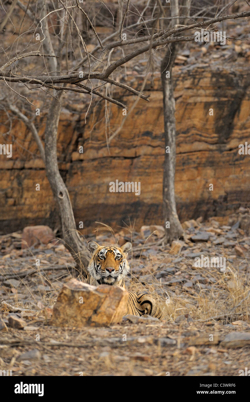 Radio collared tigress in front of a rock face Ranthambhore national ...