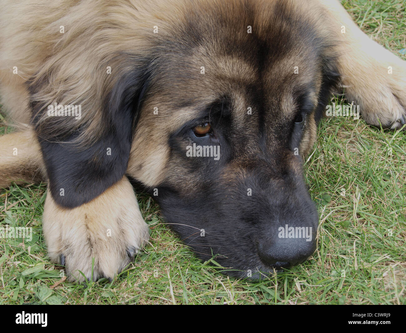 Big cuddley dog hi-res stock photography and images - Alamy