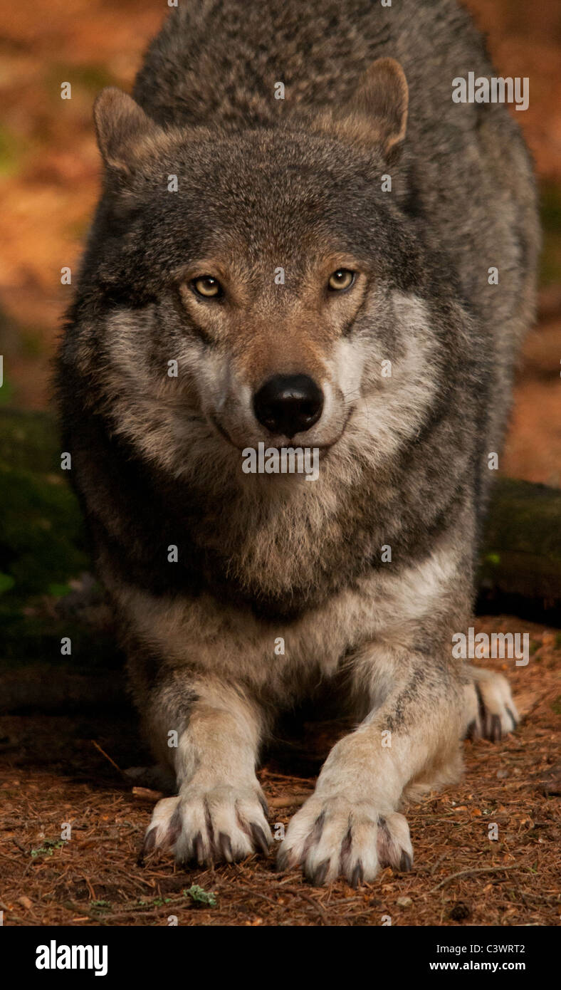 European grey wolf crouching, looking at camera Stock Photo - Alamy