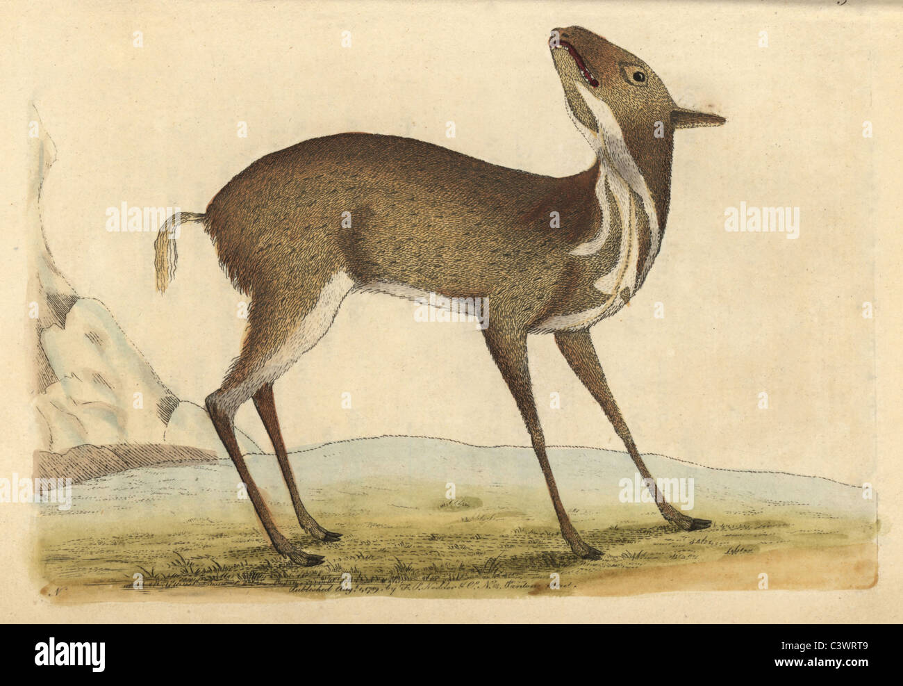 Pygmy musk deer, Moschus pygmaeus Stock Photo - Alamy