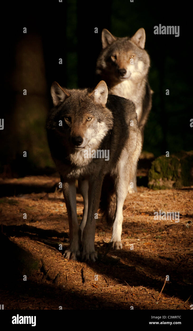 Wolves in forest hi-res stock photography and images - Alamy