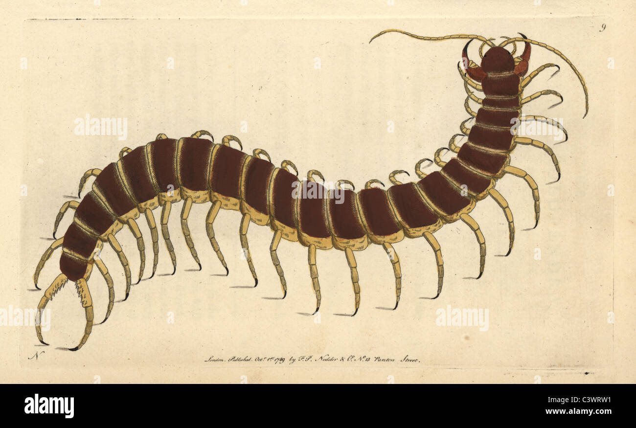 Great scolopendra or centipede Stock Photo - Alamy
