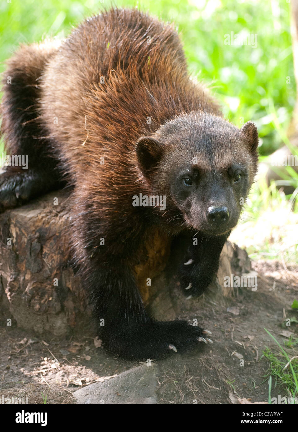Wolverine looking towards camera hi-res stock photography and images ...