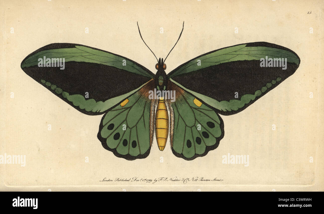 Common green birdwing ornithoptera hi-res stock photography and images ...