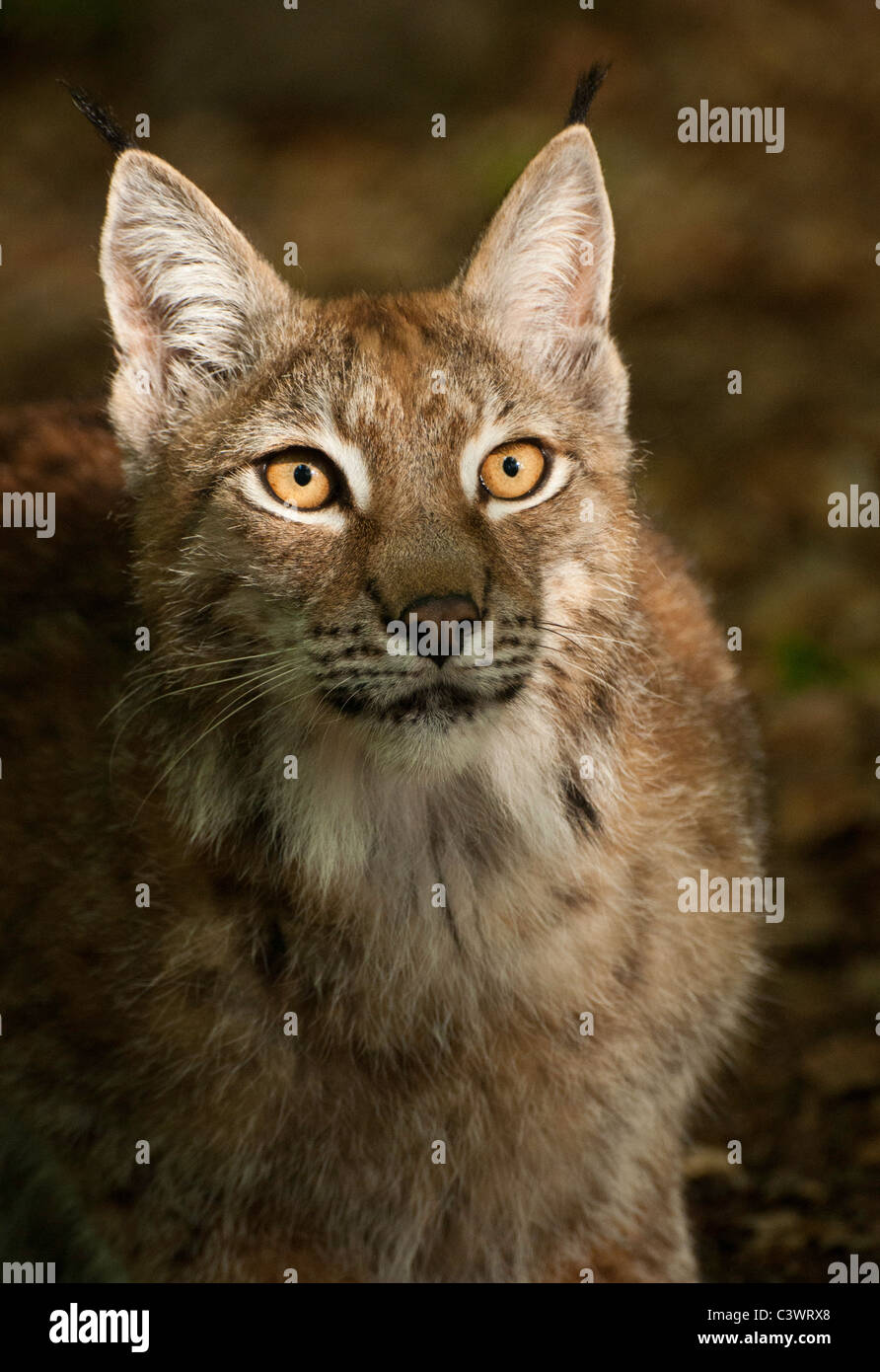 Lynx looking at camera hi-res stock photography and images - Alamy