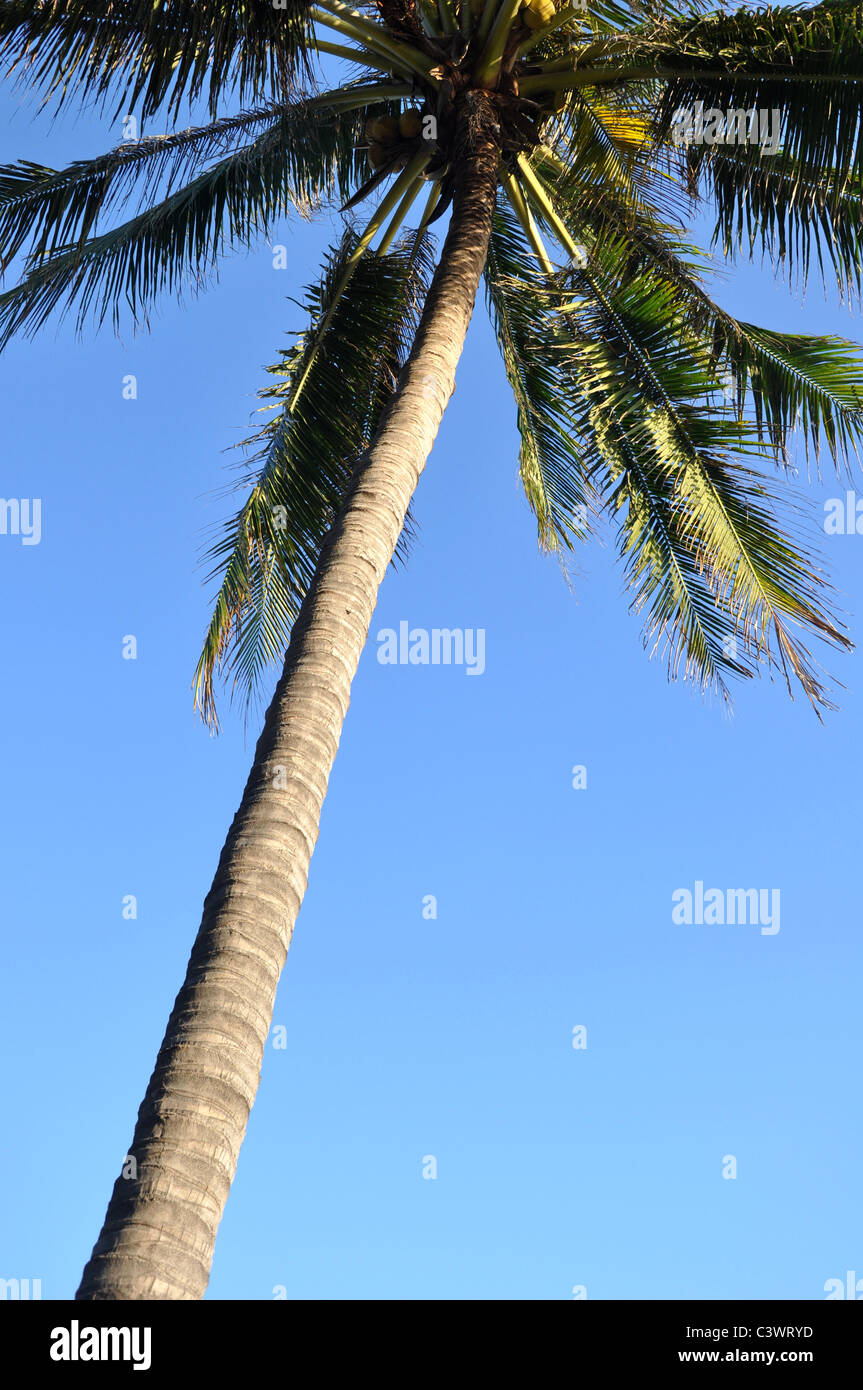Coco palm tree against blue sky hi-res stock photography and images - Alamy
