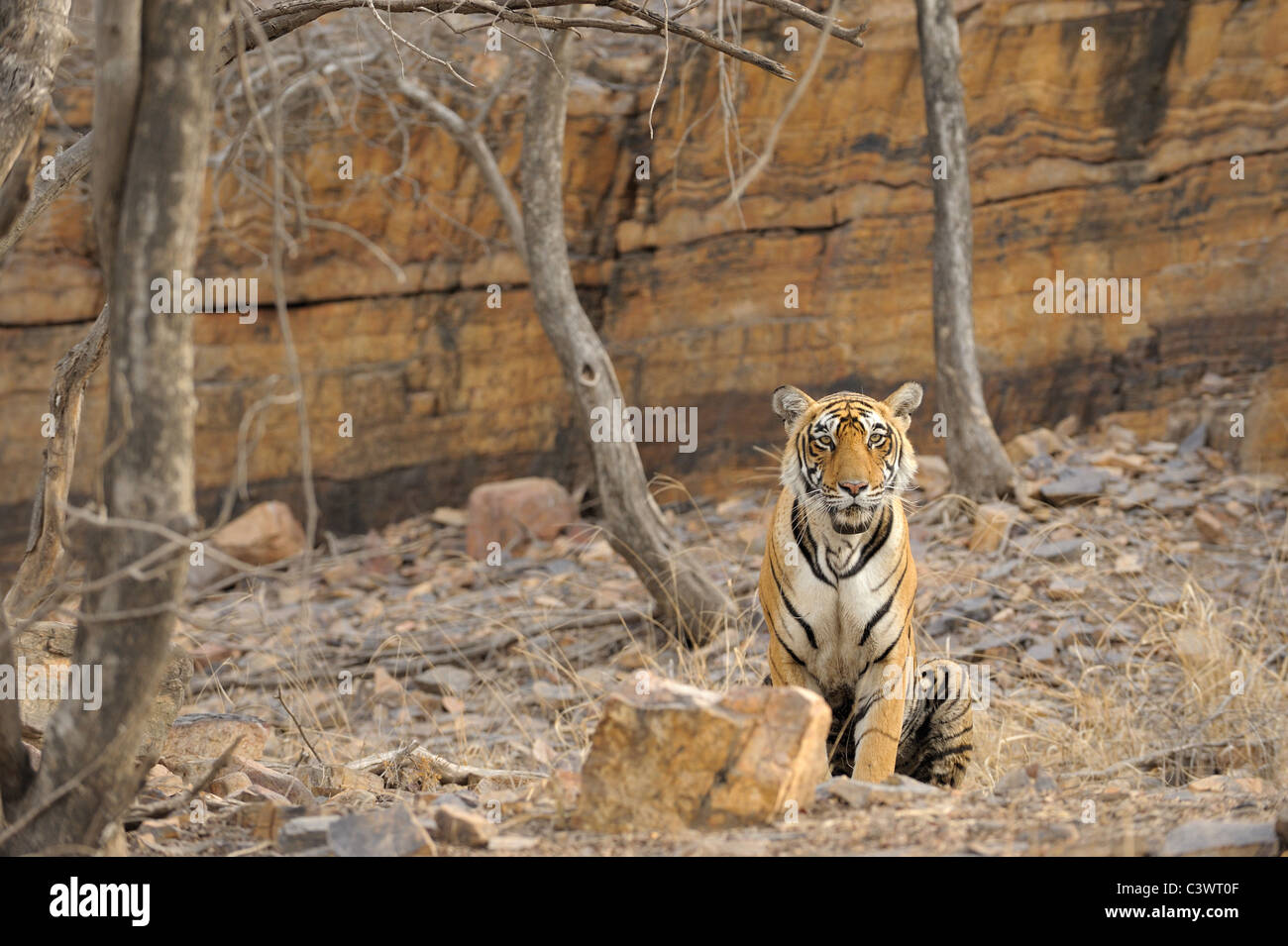 Radio collared tigress in front of a rock face Ranthambhore national ...