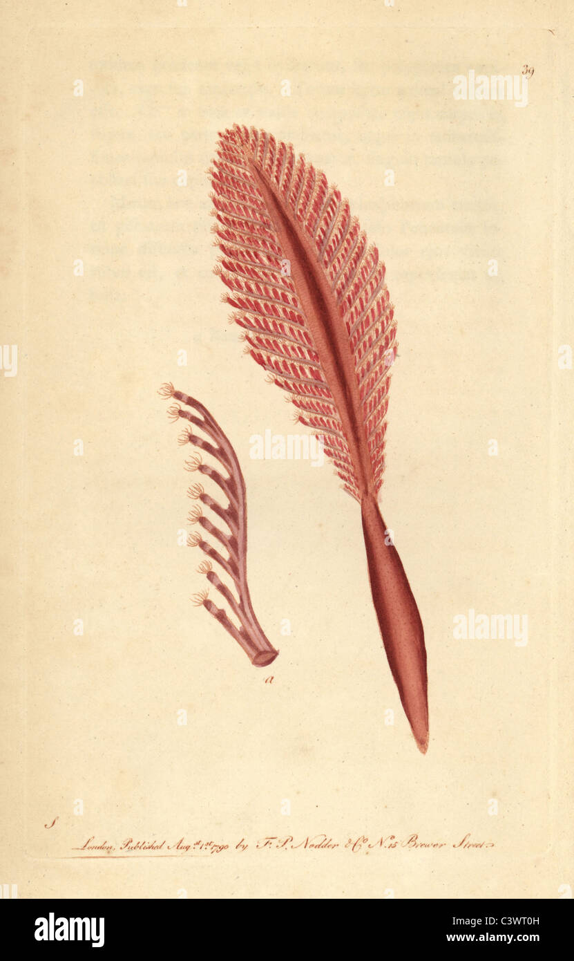 Phosphoric pennatula sea-pen, Pennatula phosphorea Stock Photo - Alamy