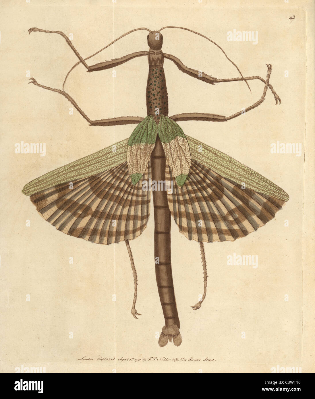 Great mantis, Mantis gigas Stock Photo - Alamy