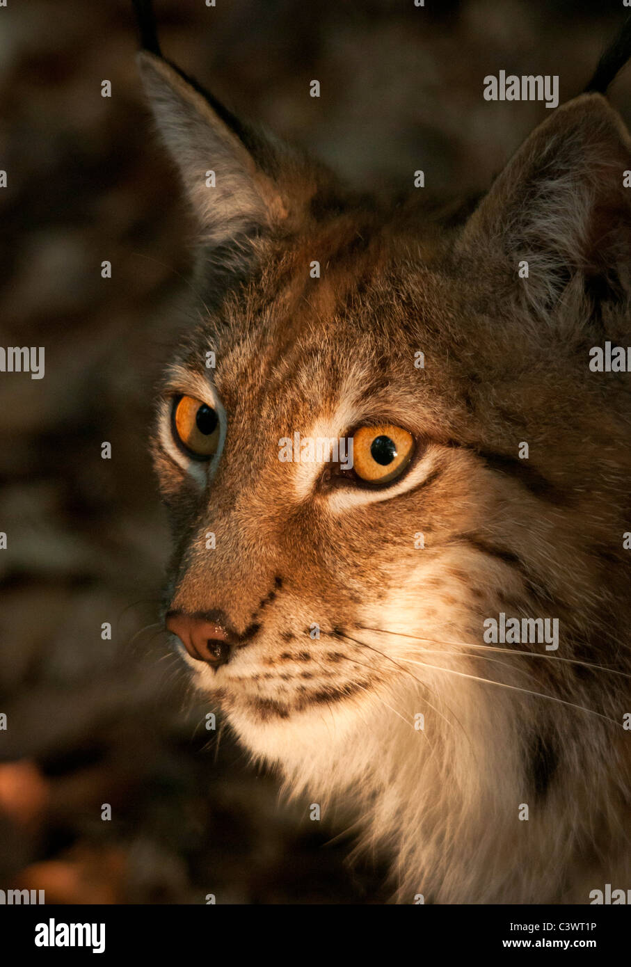 Male lynx (headshot Stock Photo - Alamy