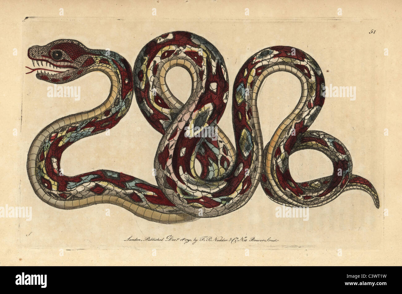 Great boa boa constrictor hi-res stock photography and images - Alamy