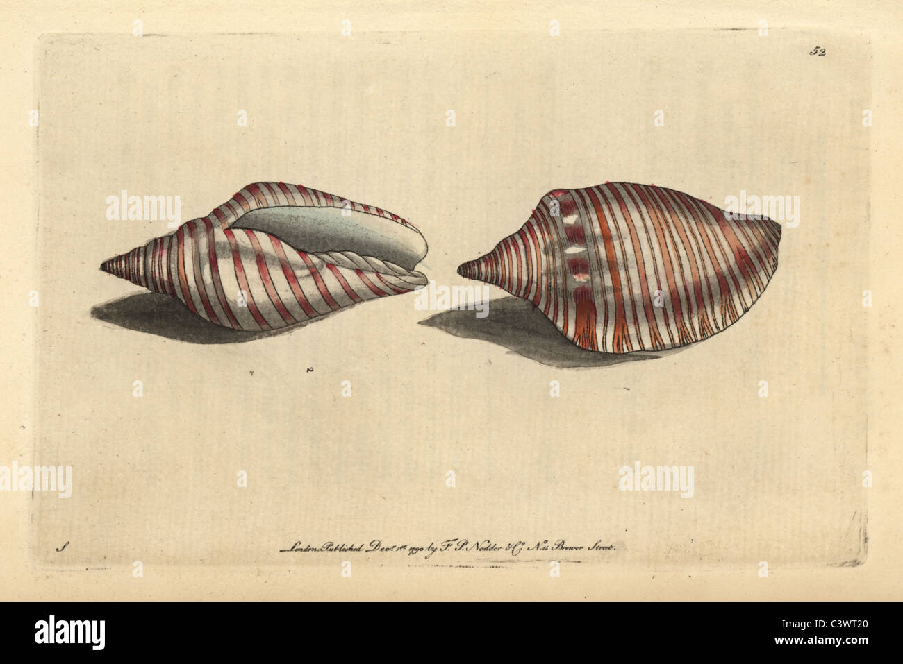 Antique Shell Drawings
