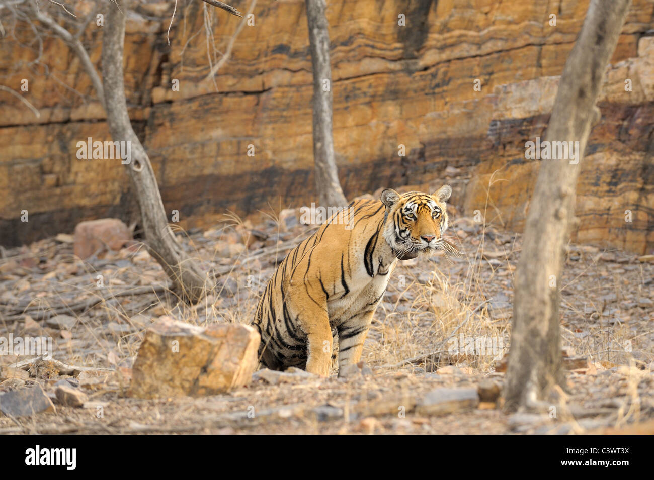 Radio collared tigress hunting in front of a rock face Ranthambhore ...