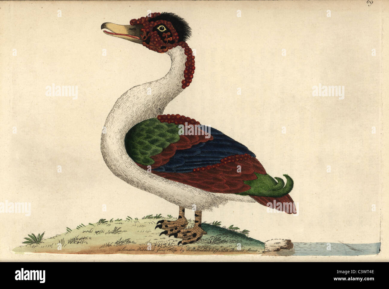 Merian hi-res stock photography and images - Alamy