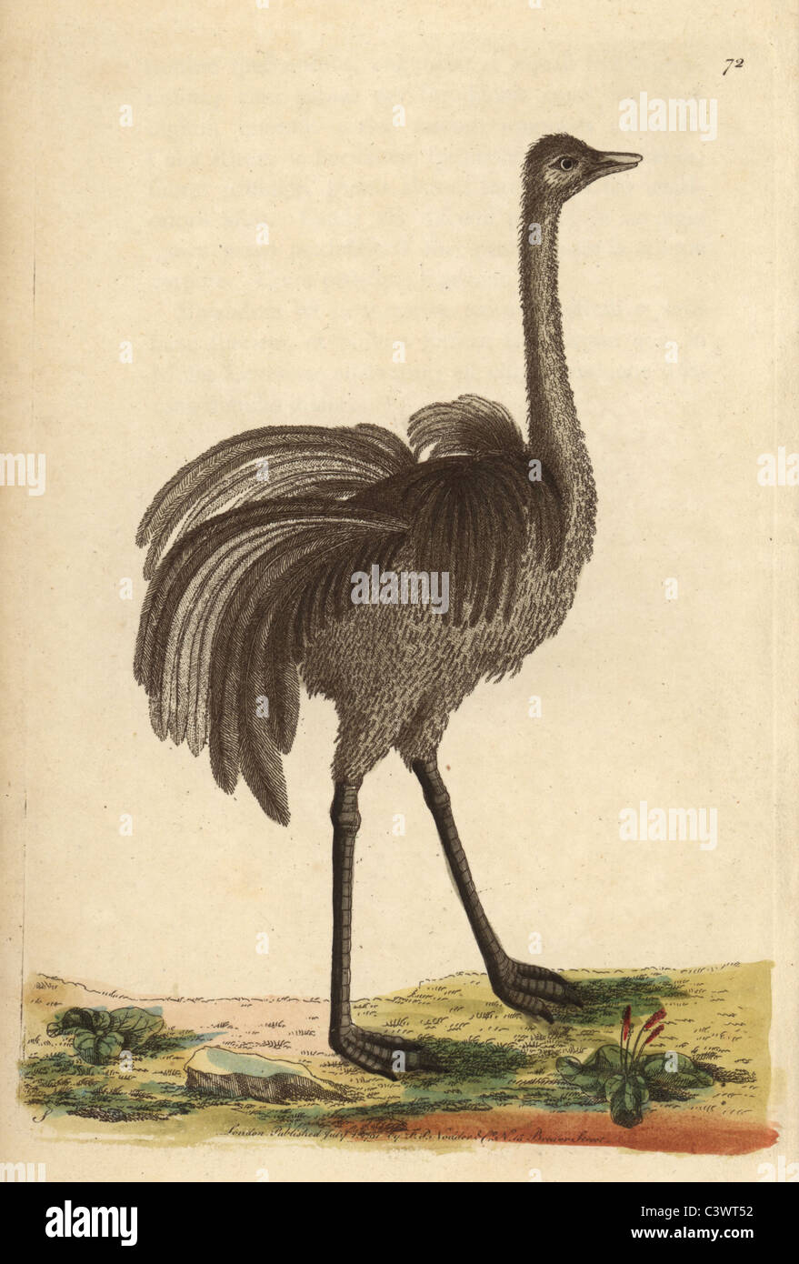 Greater Rhea, American ostrich, Rhea americana, Struthio rhea Stock ...