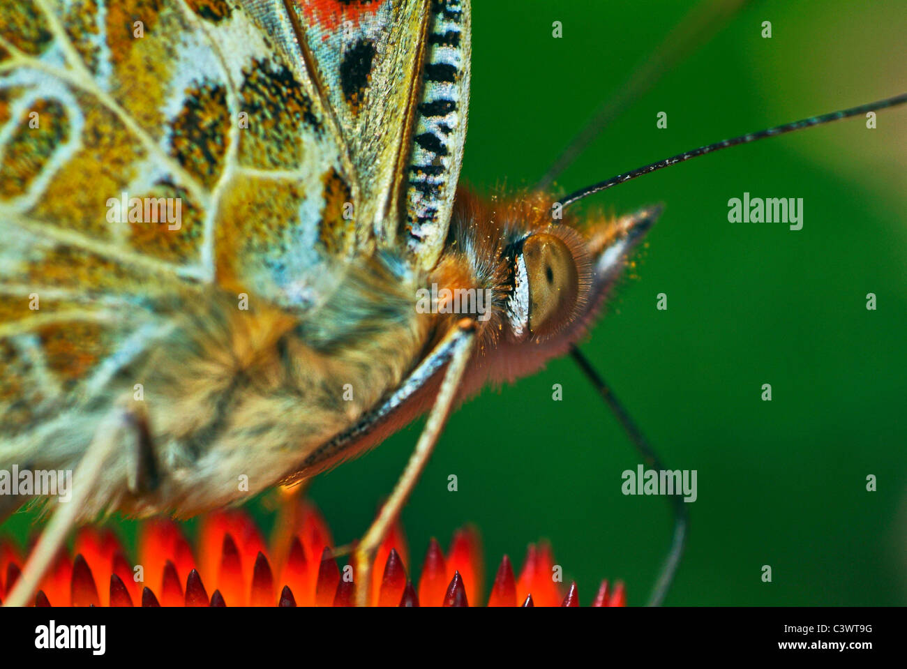 Butterfly close up Stock Photo - Alamy