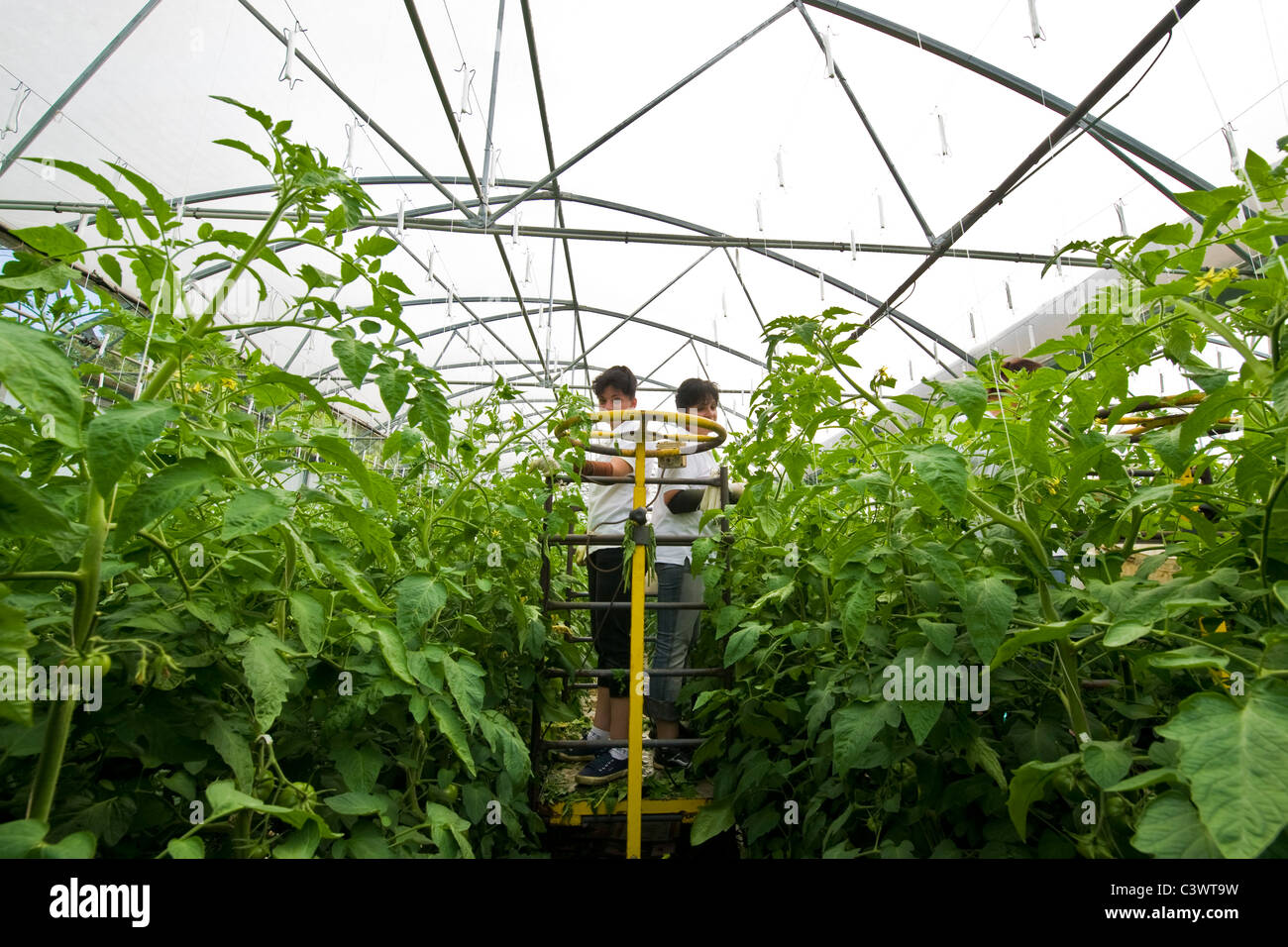Romanian workers in tomatoes cultivation, Greenhouse, Merlino Azienda ...